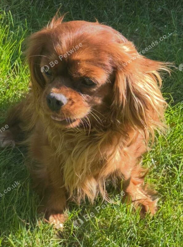 Kennel Club Registered Cavalier King Charles Spaniel Puppies For Sale ...