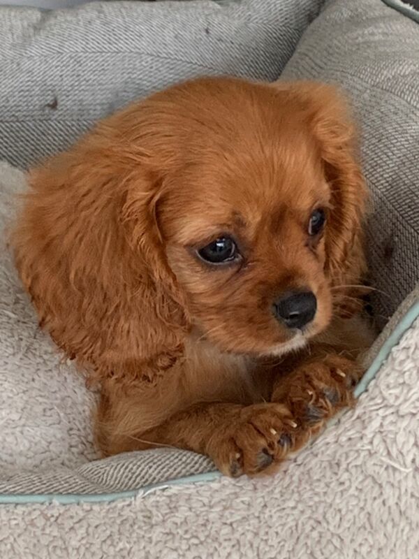 Cavalier Cross Puppies - Ready December 5th - Cavalier King Charles ...