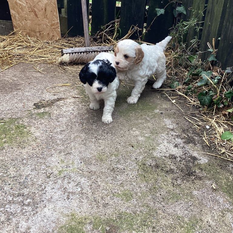 Cavalier King Charles Spaniel Puppies For Sale | King Charles Spaniel ...