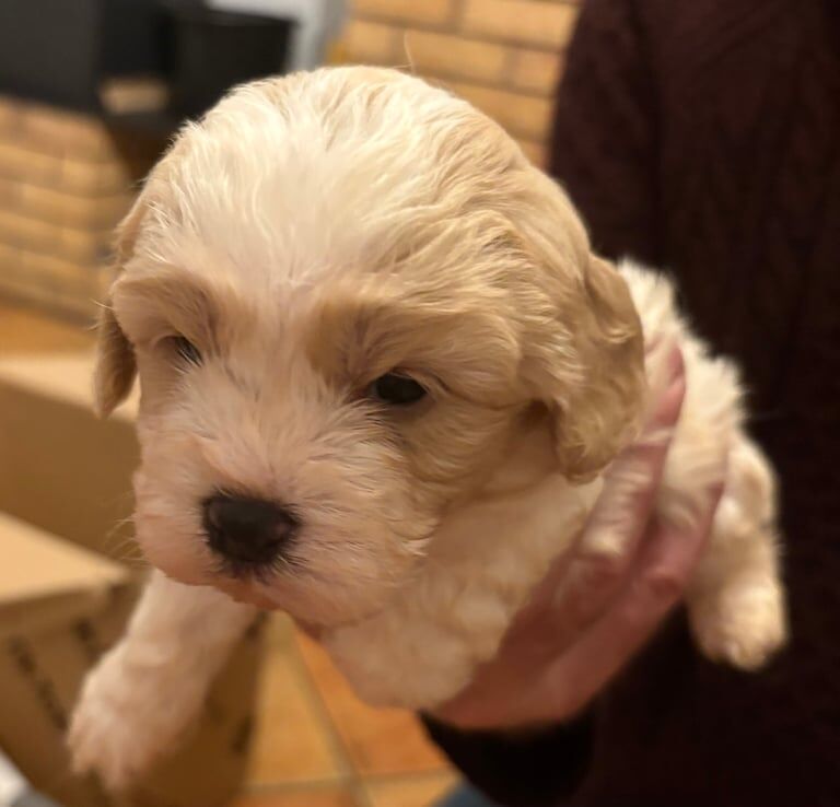 Buy and sell King Charles Spaniel puppies and dogs online | King ...